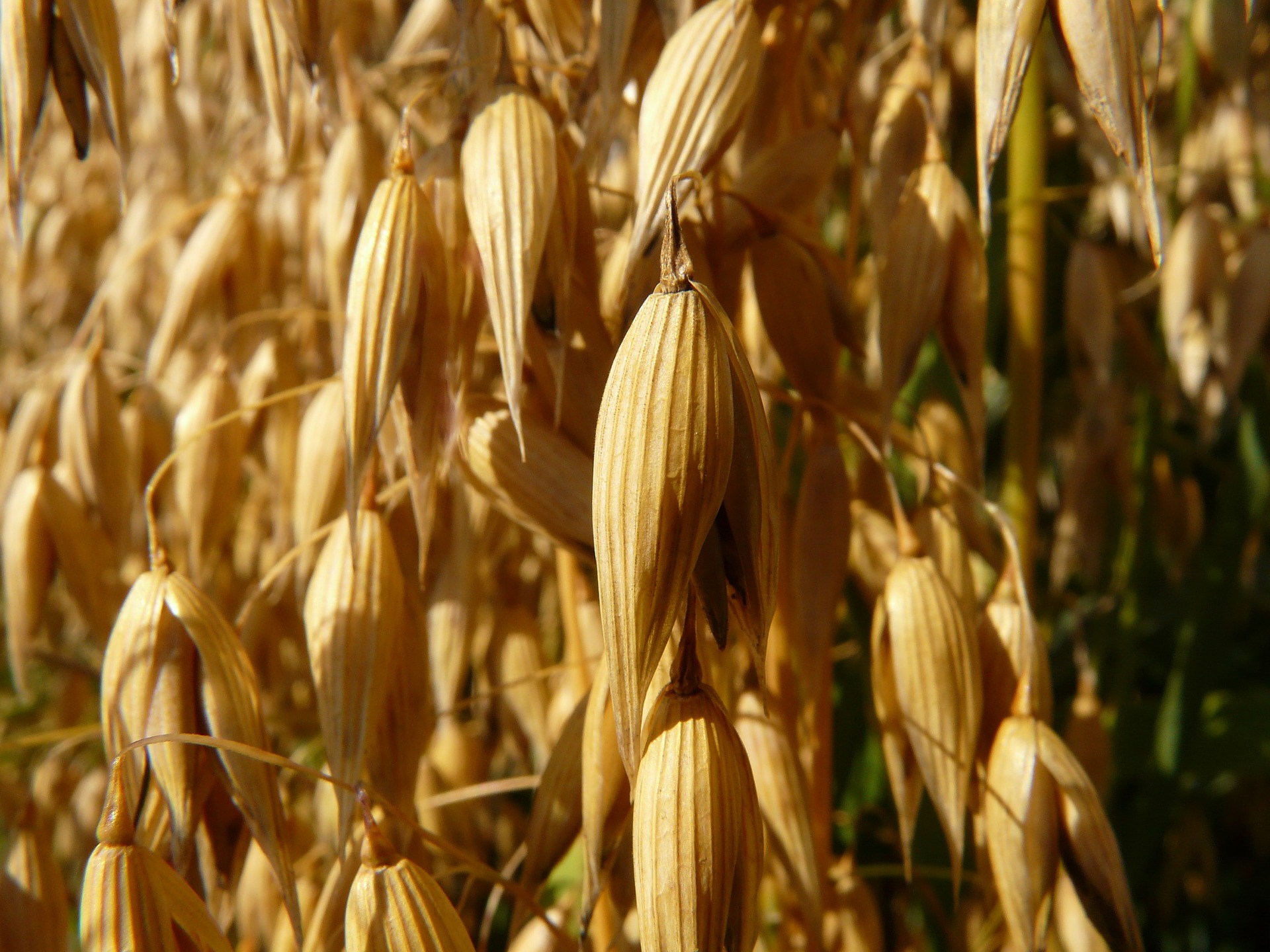 Oats seed - High quality, excellent yielding and protein content Oats seed