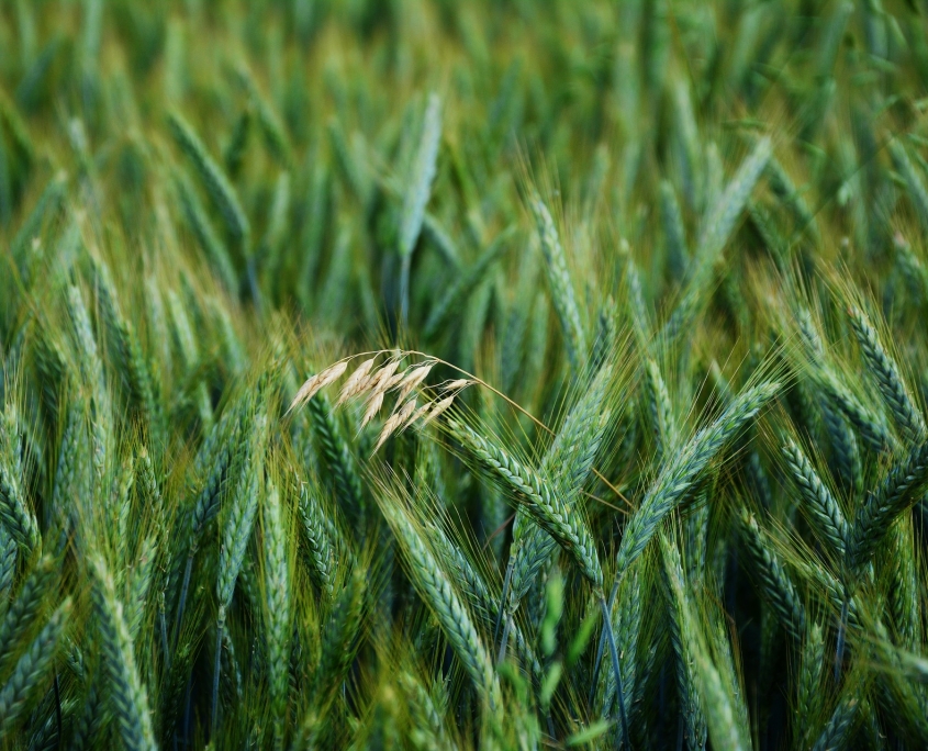 Oats seed - High quality, excellent yielding and protein content Oats seed